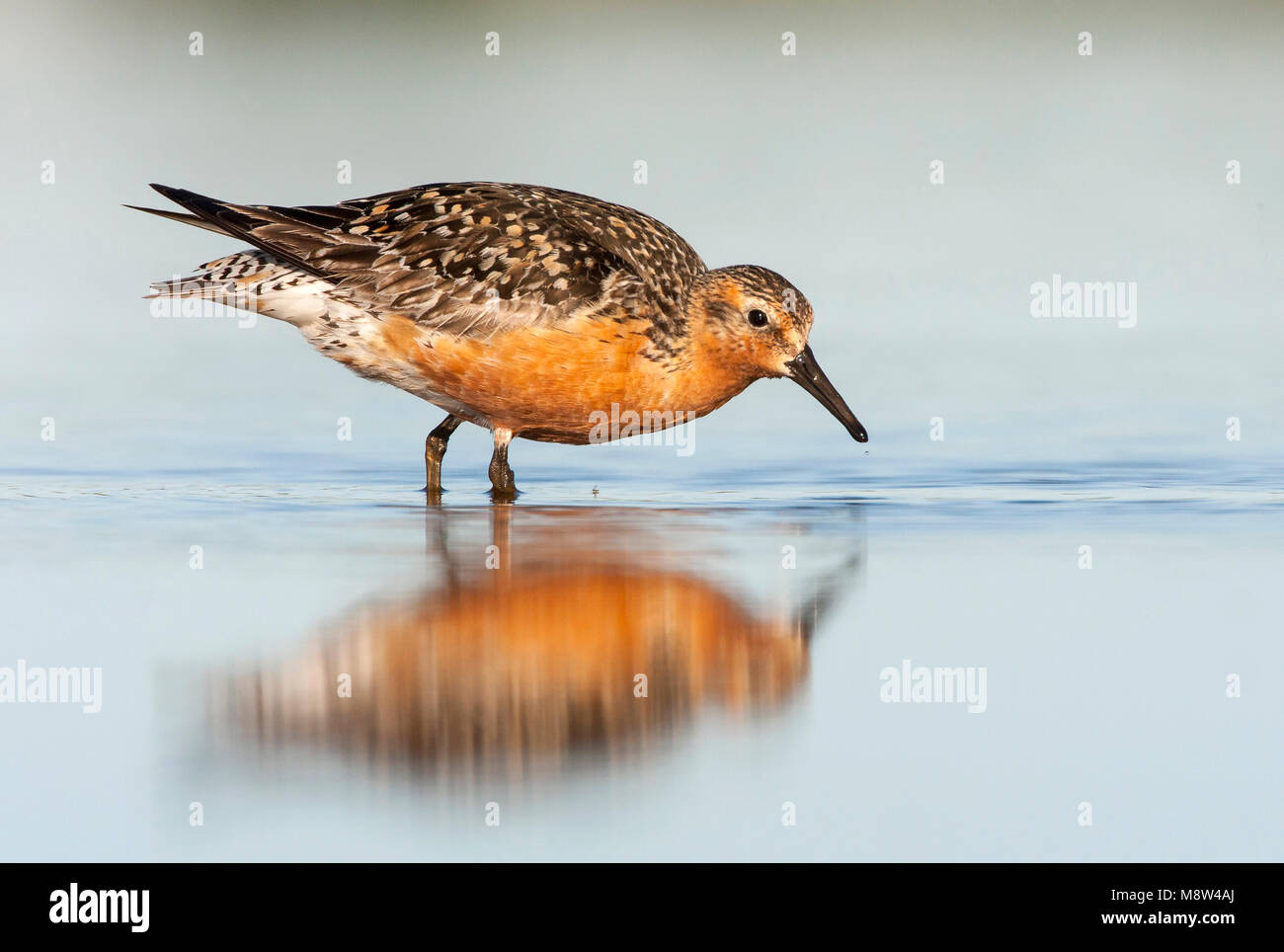 Red knot hi-res stock photography and images - Alamy