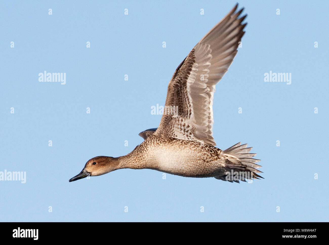Vrouwtje Pijlstaart in vlucht, Northern Pintail adult female in flight ...
