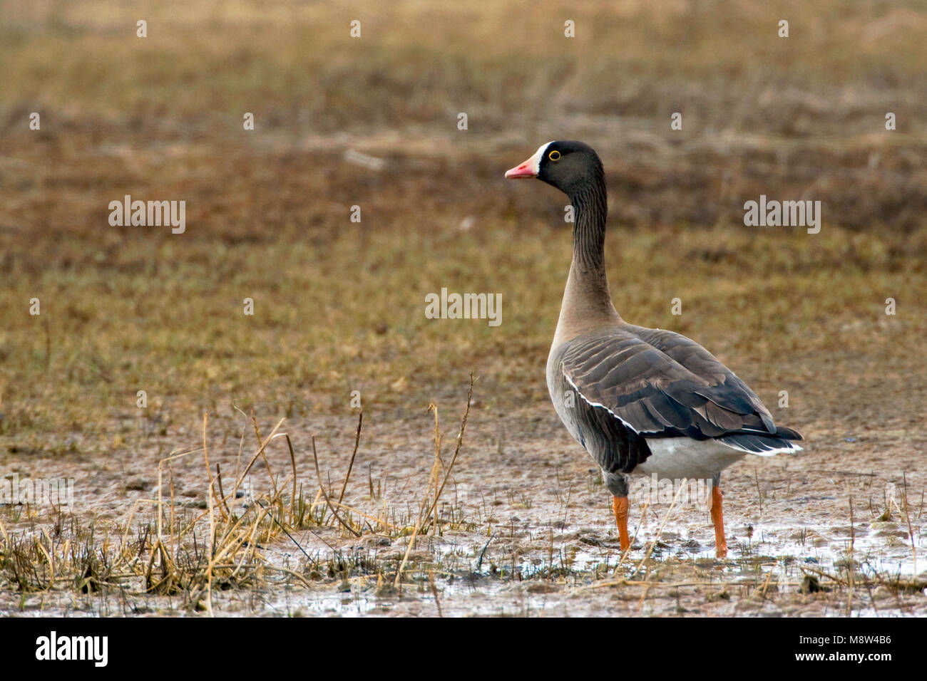 Dwerggans; Lesser White-fronted Goose, Varanger, Norway, June 2008 ...