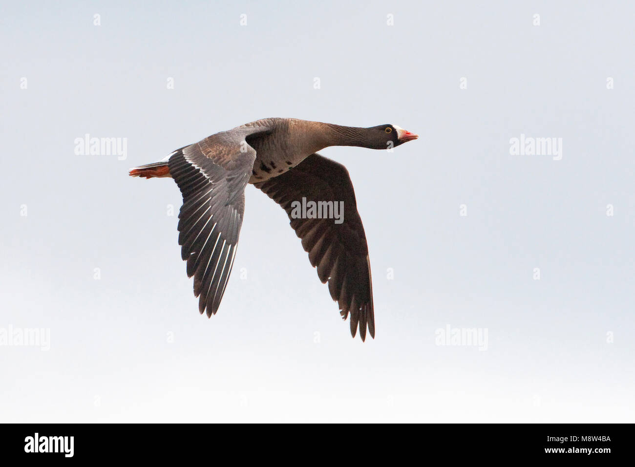 Dwerggans; Lesser White-fronted Goose, Varanger, Norway, June 2008 ...