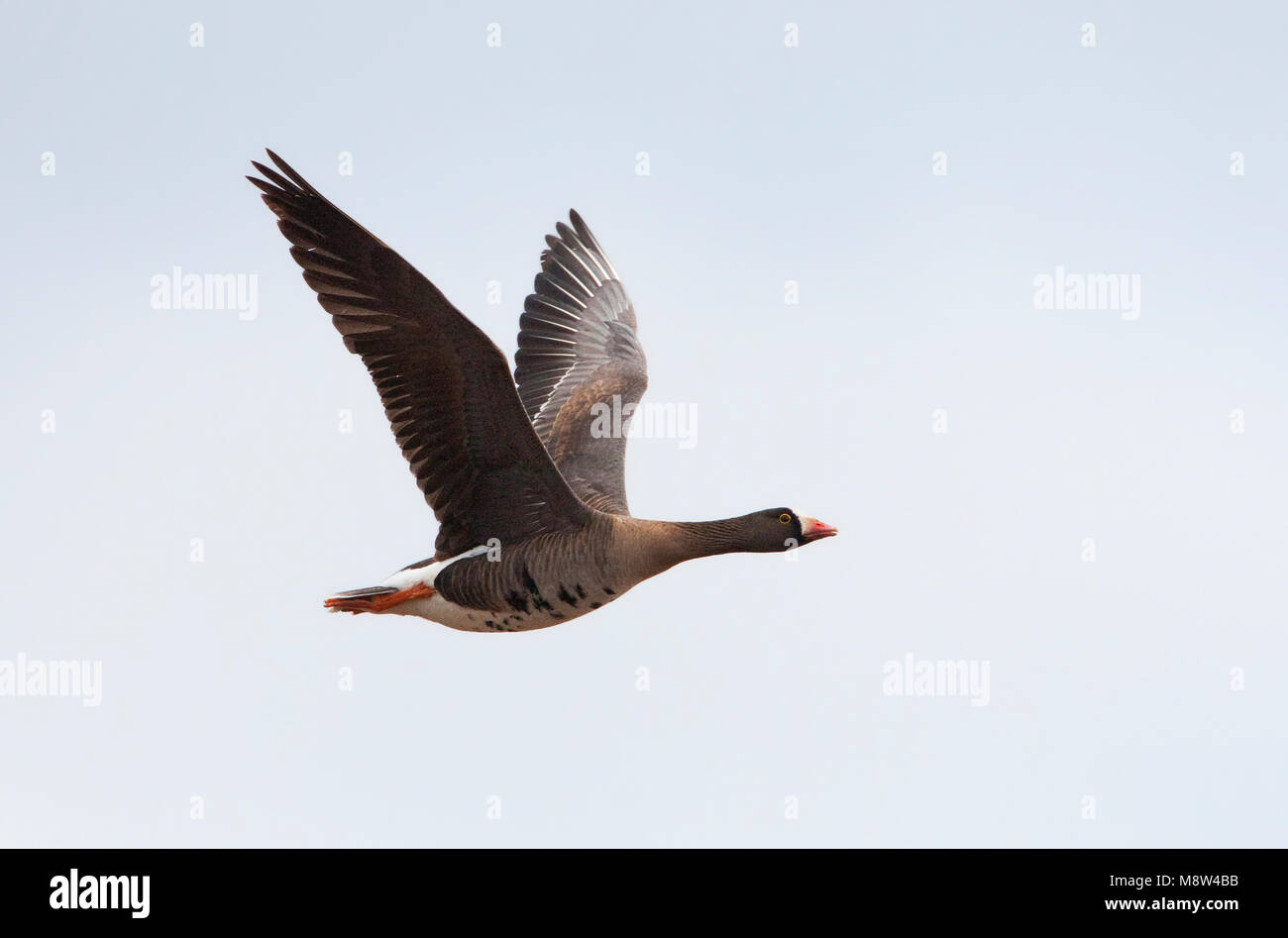 Dwerggans; Lesser White-fronted Goose, Varanger, Norway, June 2008 ...