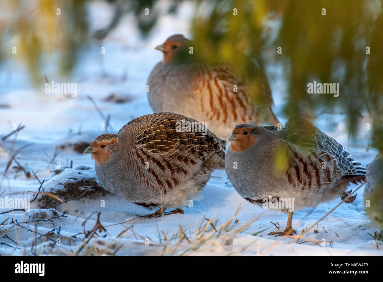 Patrijs in de sneeuw, Grey Partridge in the snow Stock Photo - Alamy