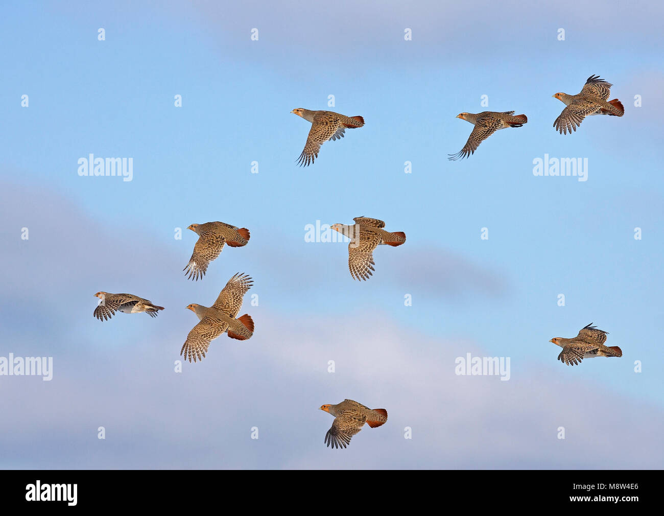 Flying Partridge Stock Photos & Flying Partridge Stock Images - Alamy