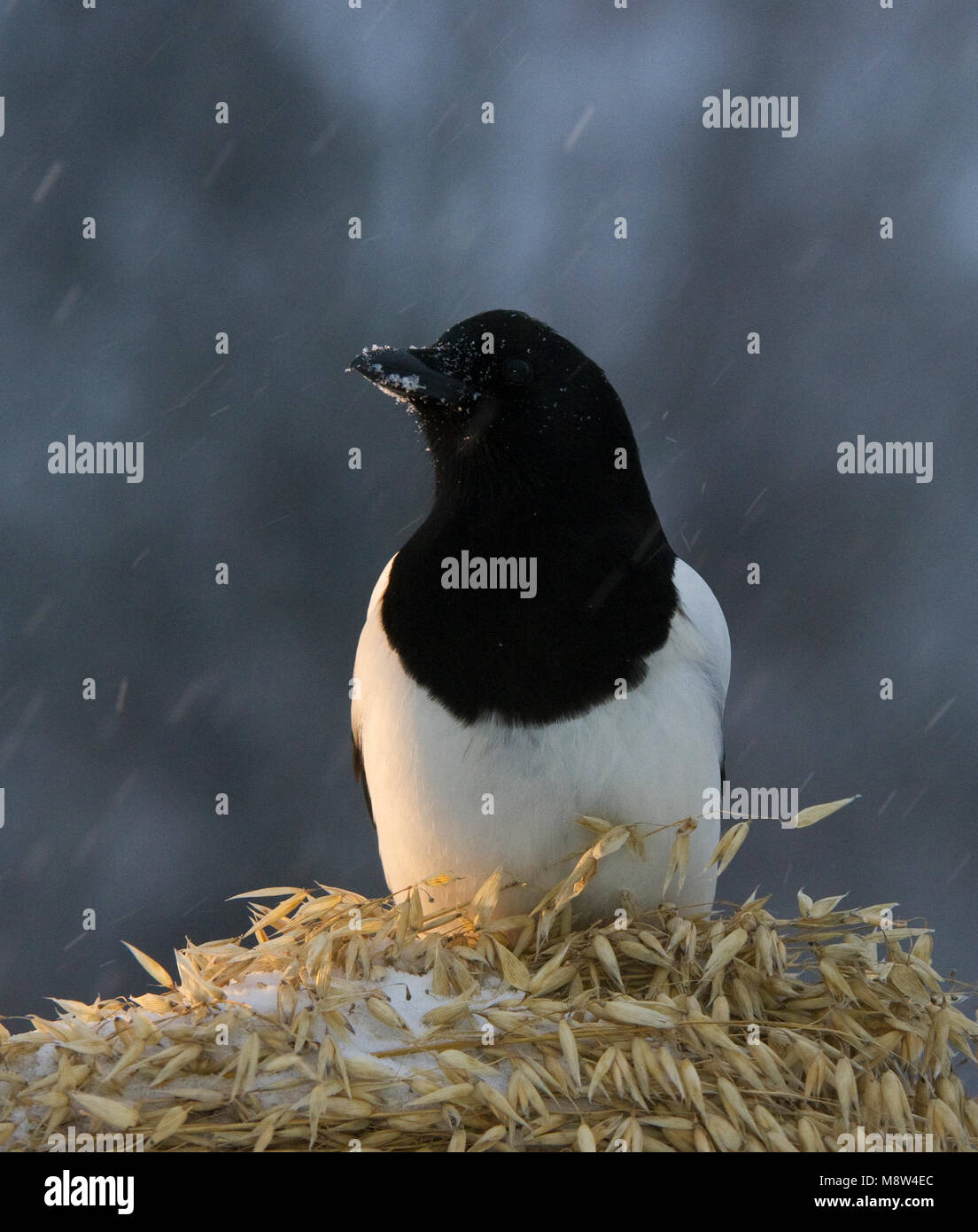 Common Magpie Stock Photos & Common Magpie Stock Images - Alamy