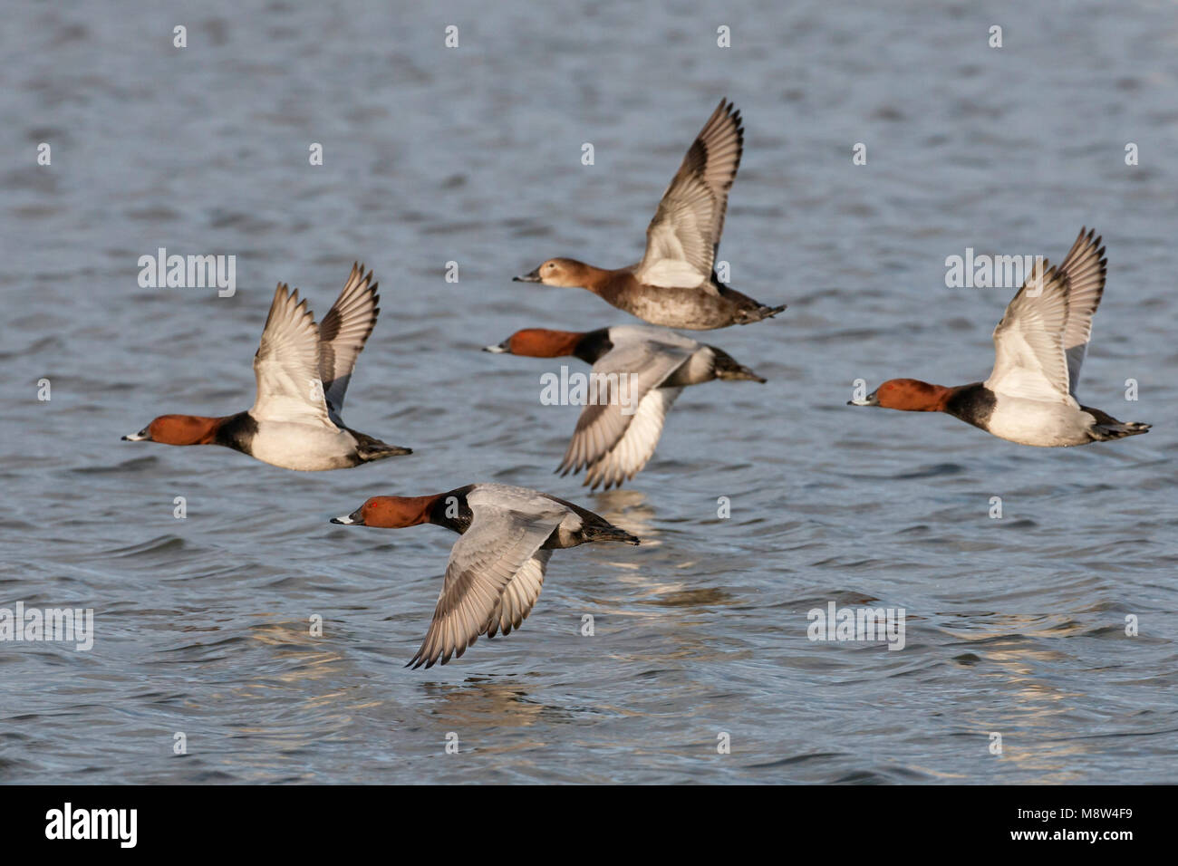 Tafeleenden hi-res stock photography and images - Alamy