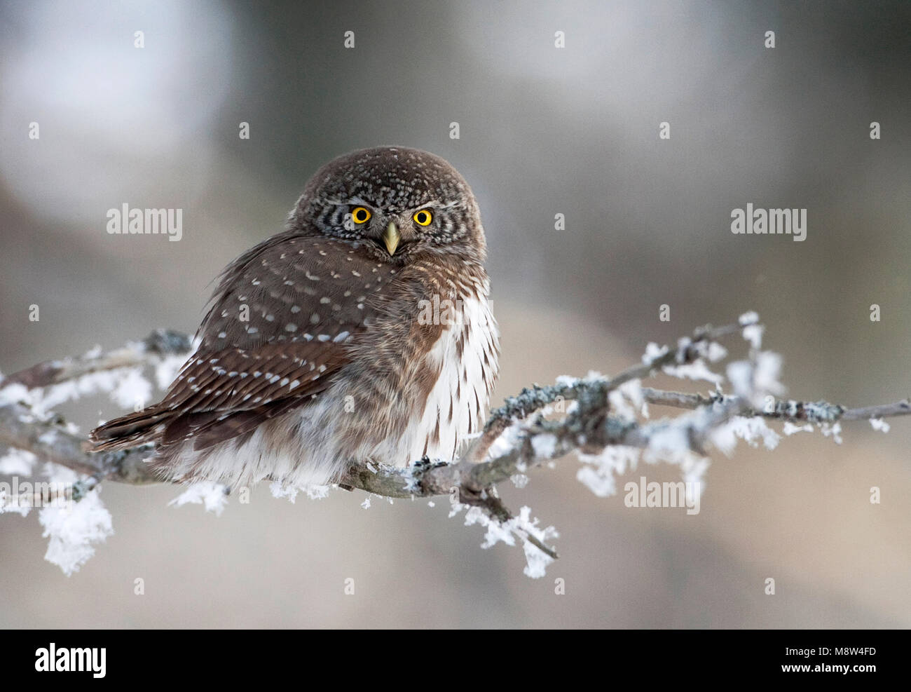 Dwerguil in de sneeuw, Eurasian Pygmy Owl in the snow Stock Photo - Alamy