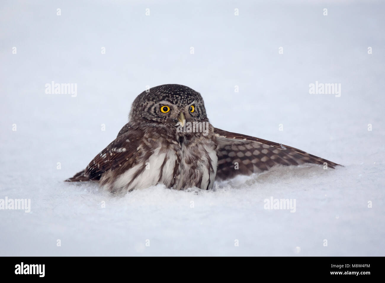 Dwerguil in de sneeuw, Eurasian Pygmy Owl in the snow Stock Photo - Alamy
