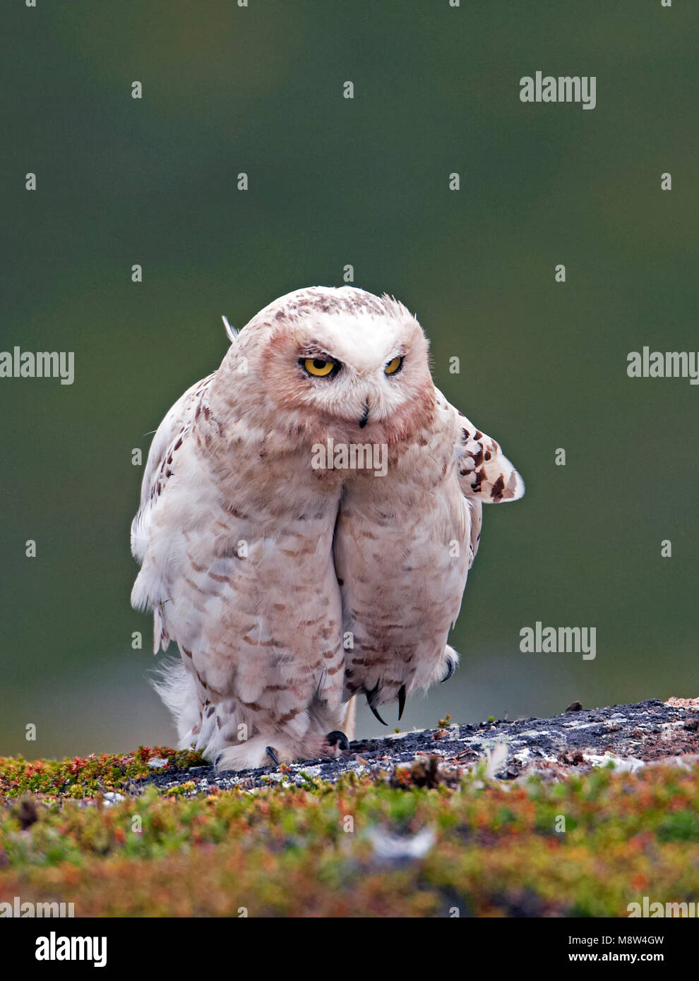 Jagende Sneeuwuil, Snowy Owl hunting Stock Photo - Alamy