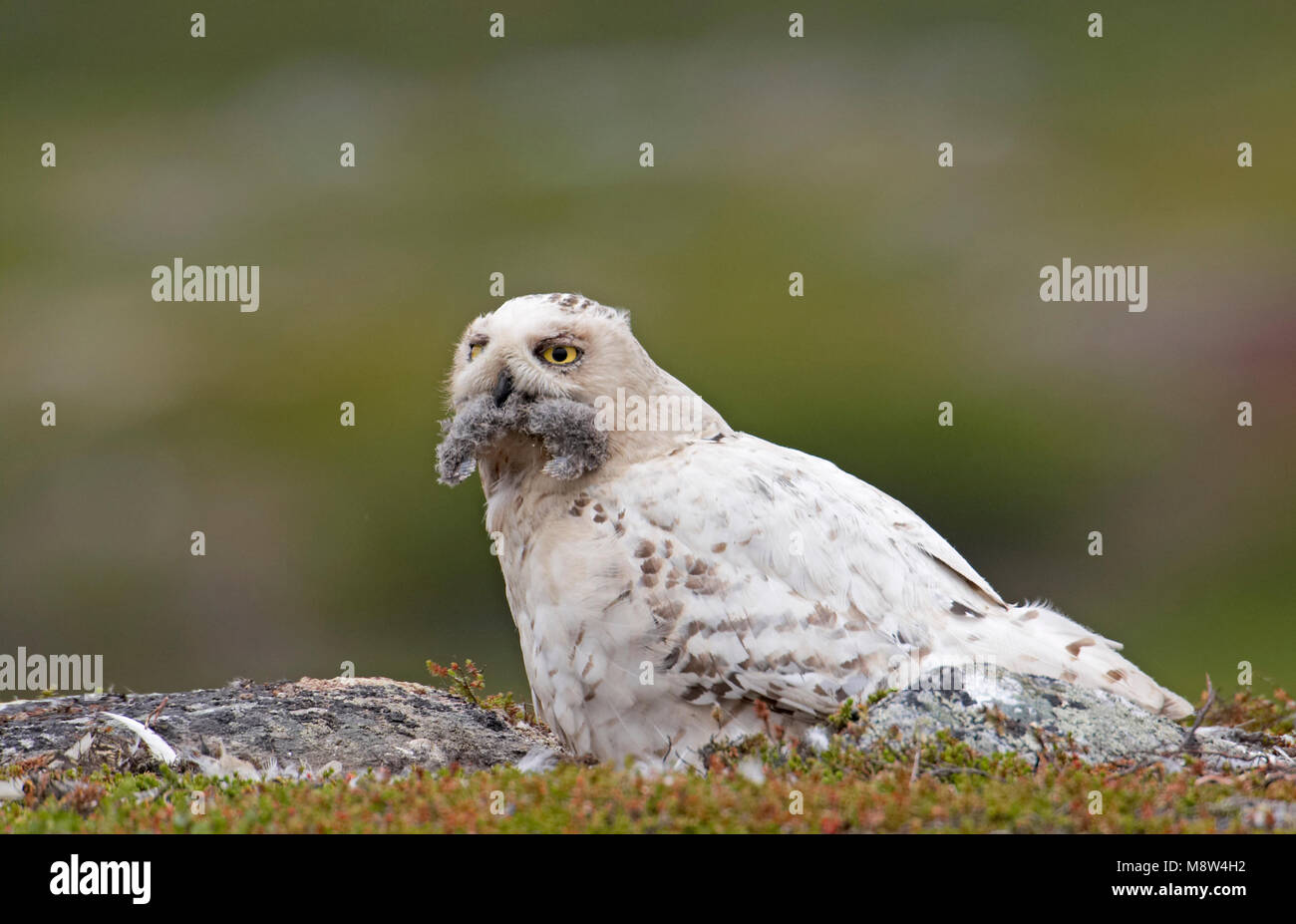 Snowy Owl Nest Snow