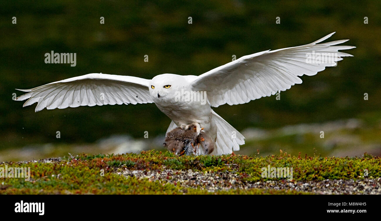 Jagende Sneeuwuil, Snowy Owl hunting Stock Photo - Alamy