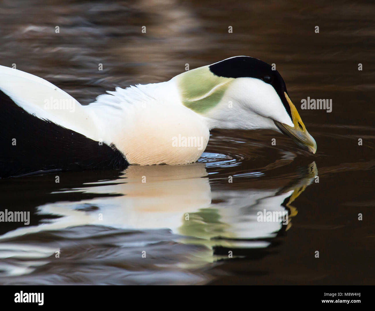 Mannetje Eider; Common Eider male Stock Photo - Alamy