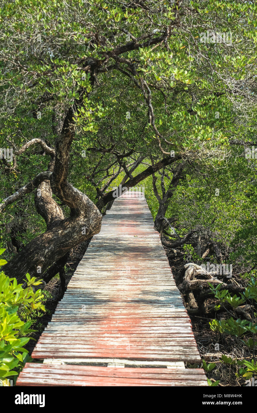 Path through mangrove forest on Koh Chang in Thailand Stock Photo - Alamy