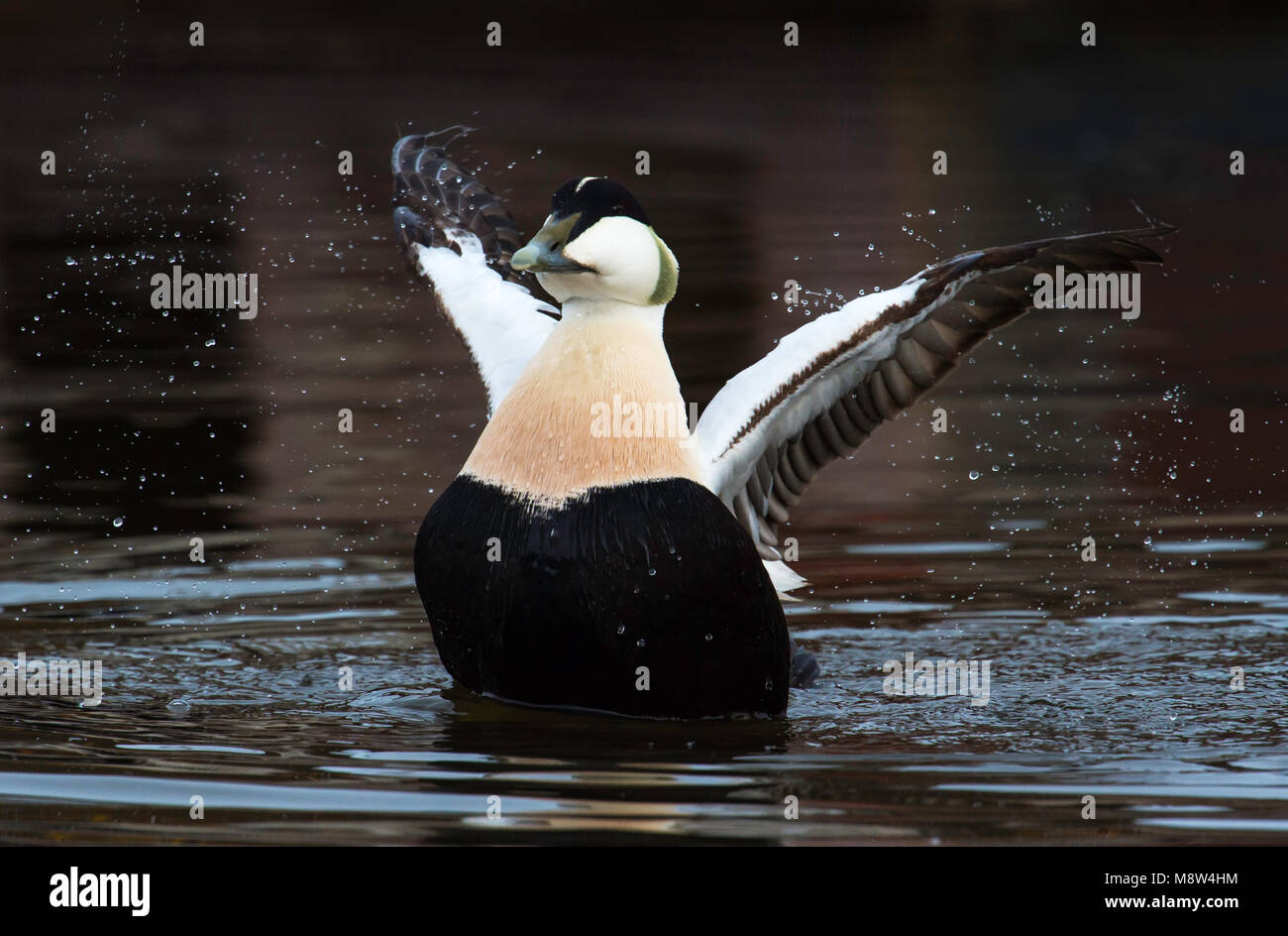 Mannetje Eider; Common Eider male Stock Photo - Alamy