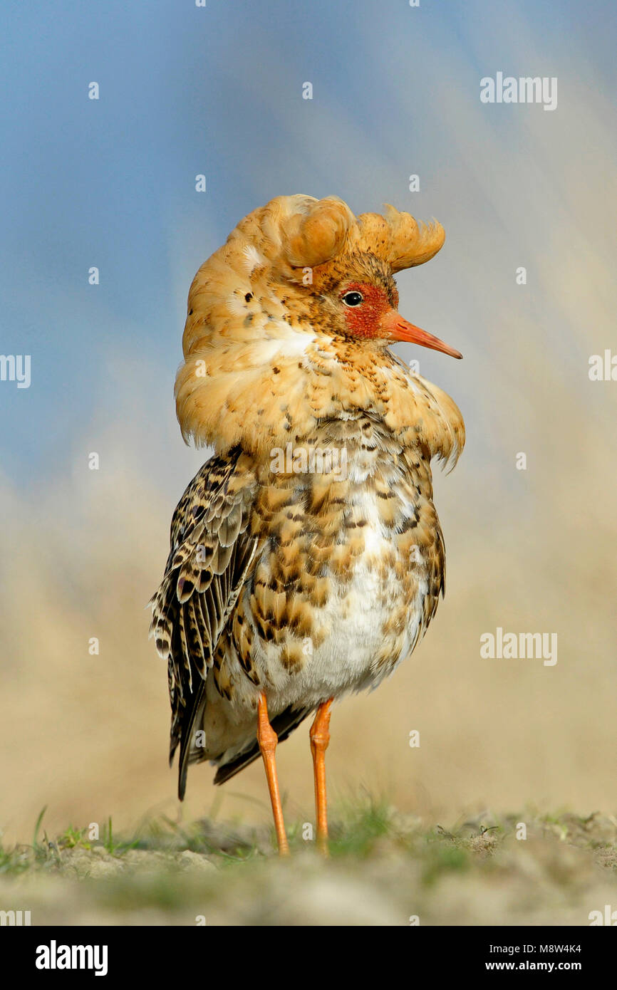 Kemphaan in zomerkleed, Ruff in summerplumage Stock Photo - Alamy
