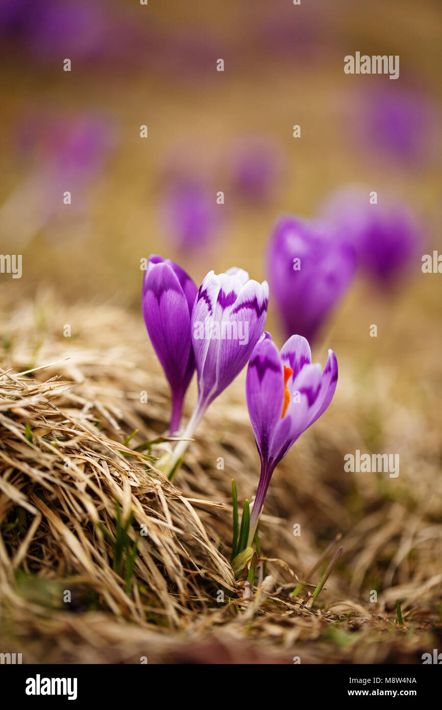 Group Of Crocus High Resolution Stock Photography and Images - Alamy