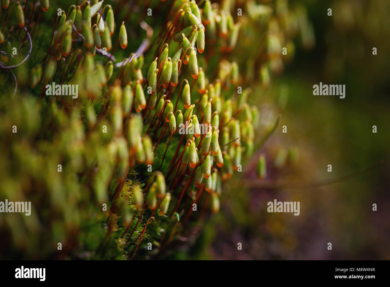 Beautiful green moss in the sunlight,Closeup of Moss grows on the tree ...