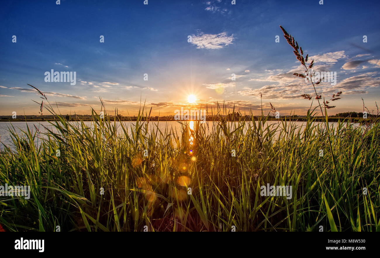 View of the evening sunset above the lake through the coastal grass ...