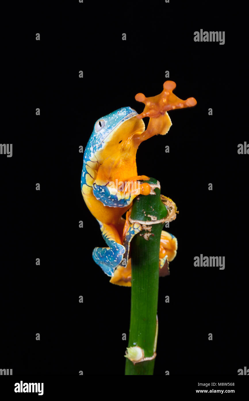 Fringed leaf frog reaching up Stock Photo - Alamy