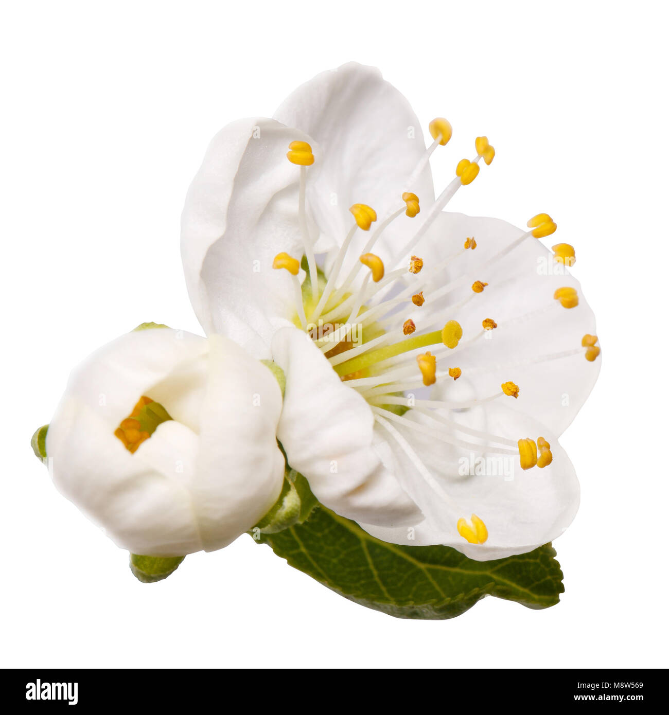 plum blossom flower isolated on white background with clipping path ...
