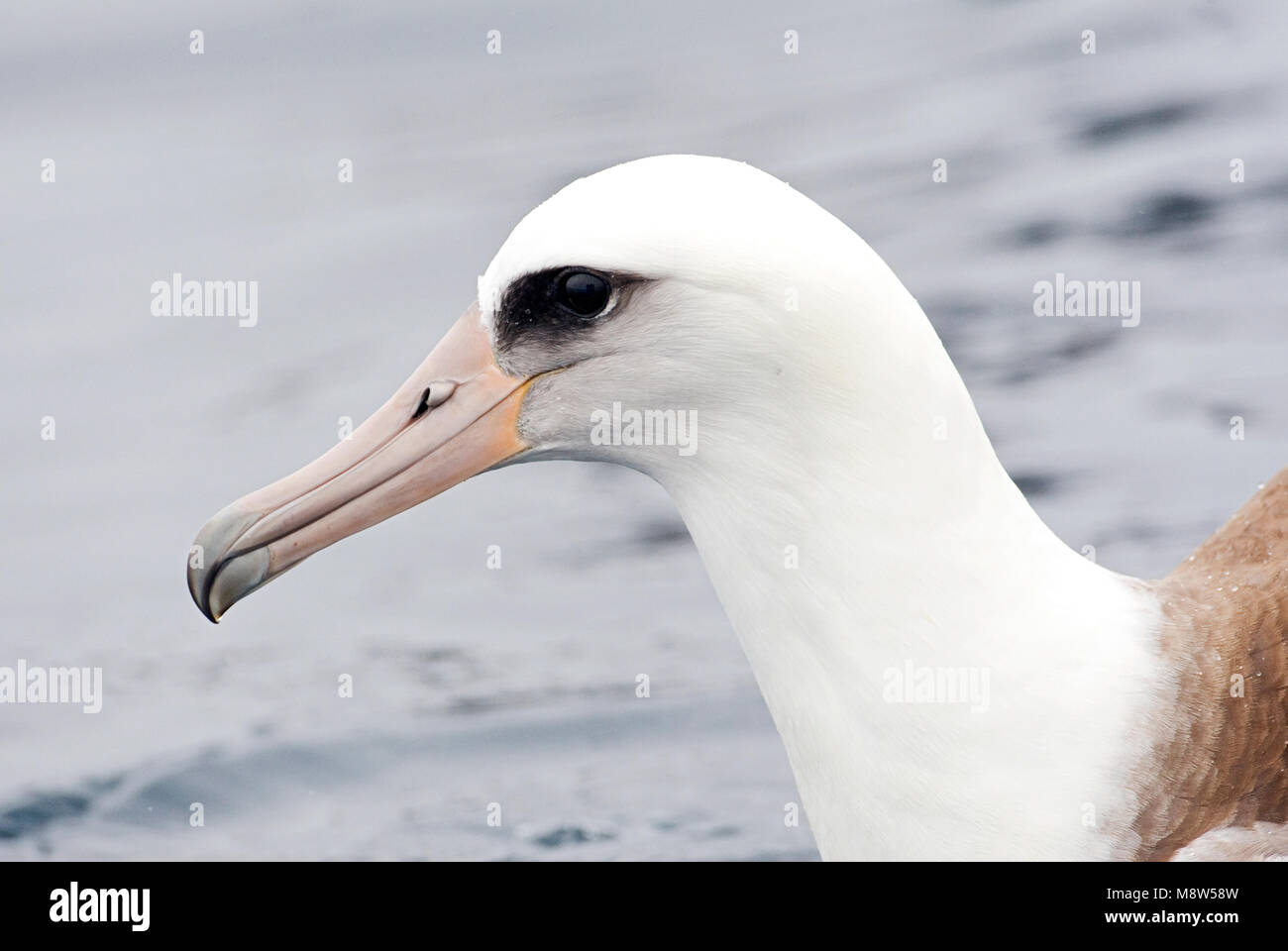 Laysanalbatros close-up; Laysan Albatross portrait Stock Photo - Alamy