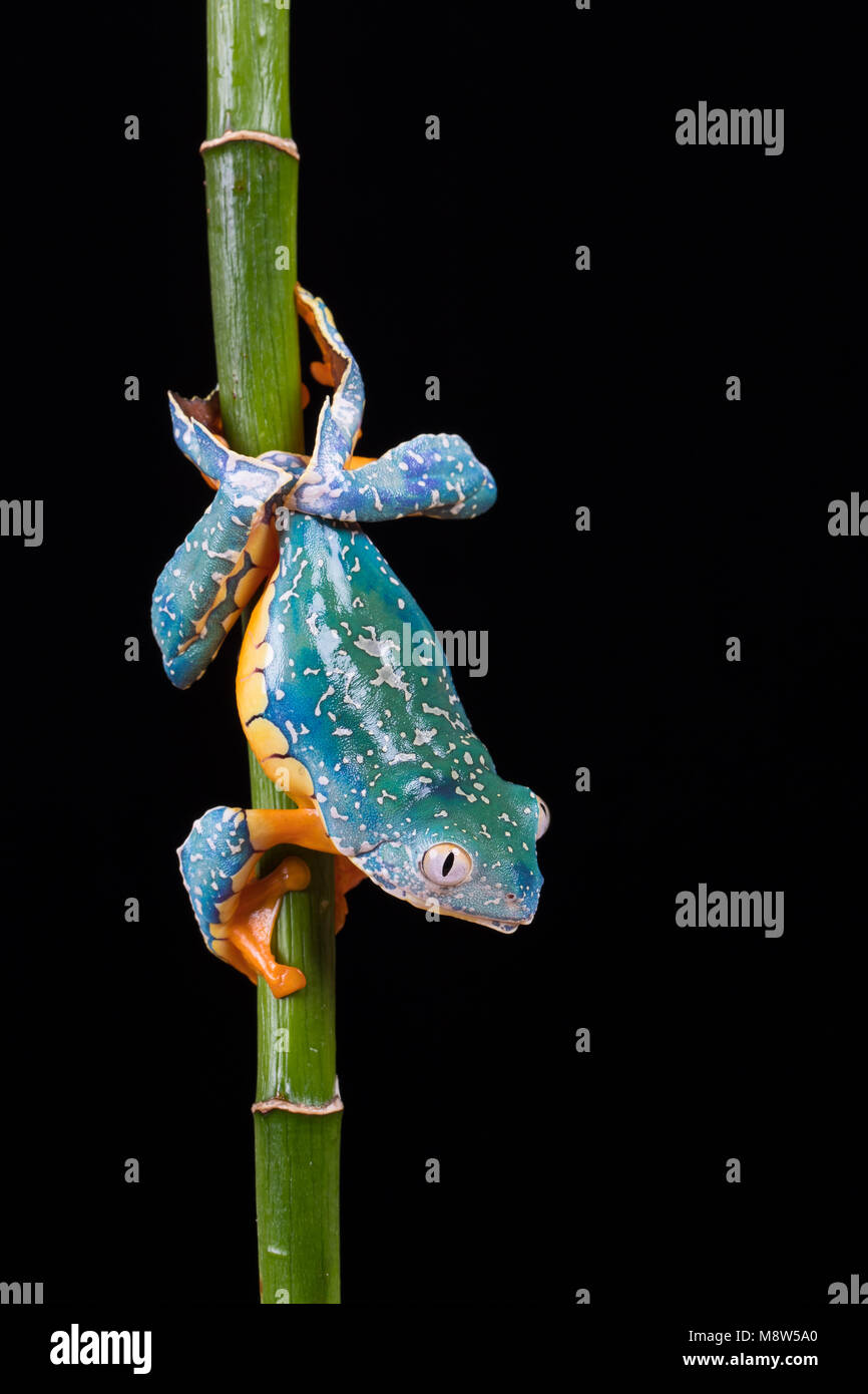 Fringed leaf frog climbing down some bamboo Stock Photo - Alamy