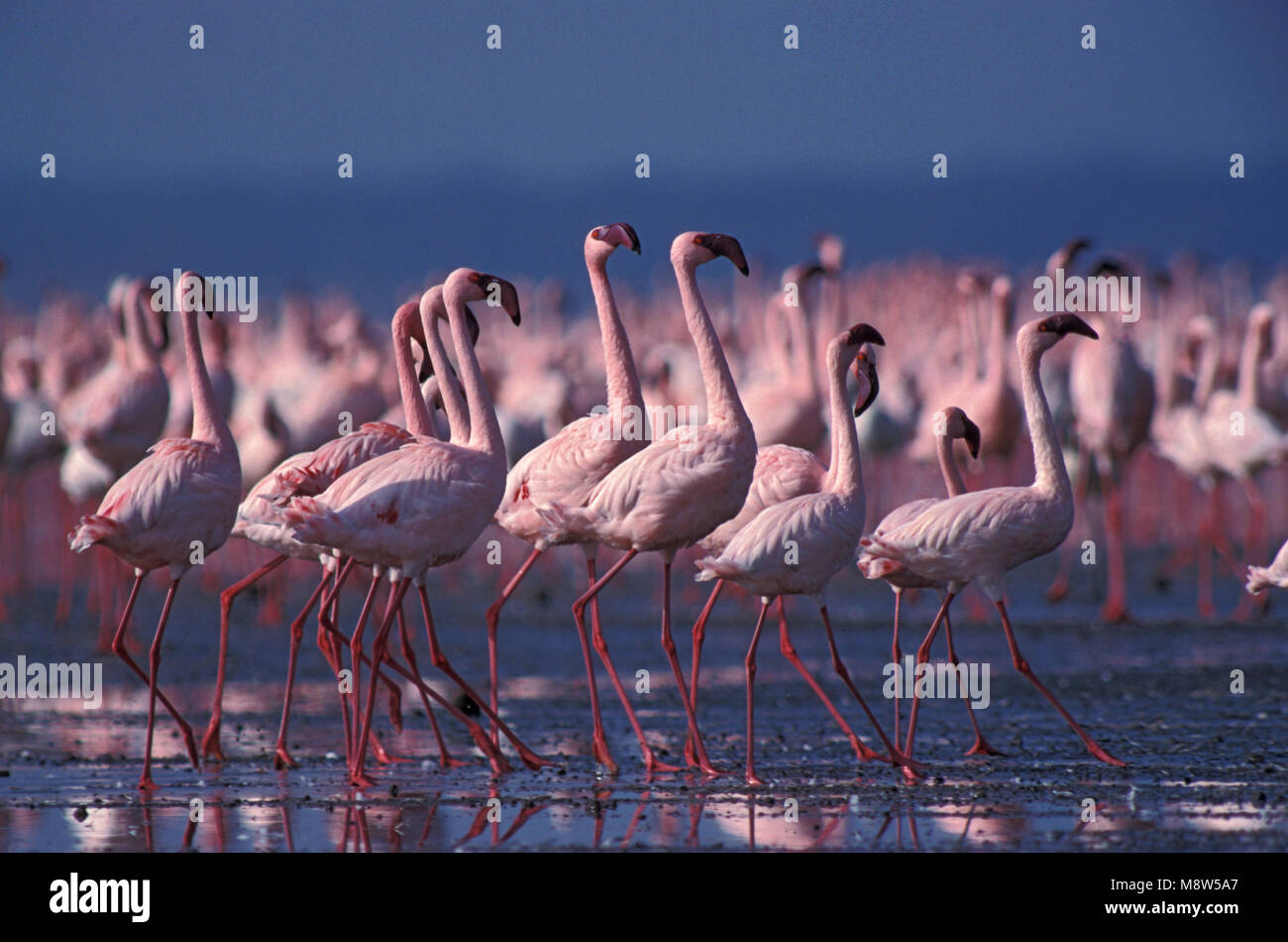 Lesser Flamingo; Kleine Flamingo Stock Photo - Alamy