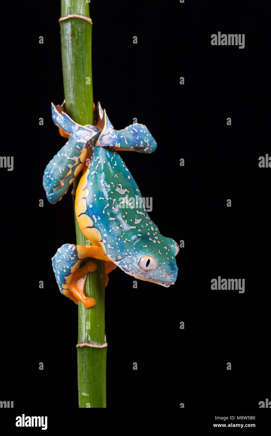 Fringed leaf frog climbing down some bamboo Stock Photo - Alamy