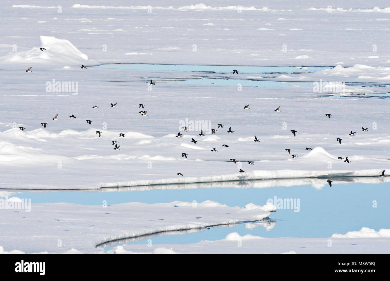 Kleine Alken vliegend boven pakijs; Little Auk's flying above pack ice ...