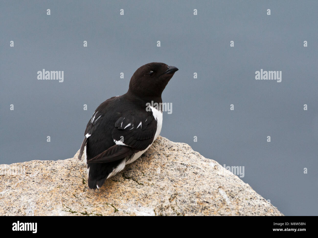 Kleine Alk volwassen zittend; Little Auk adult sitting on ridge Stock ...