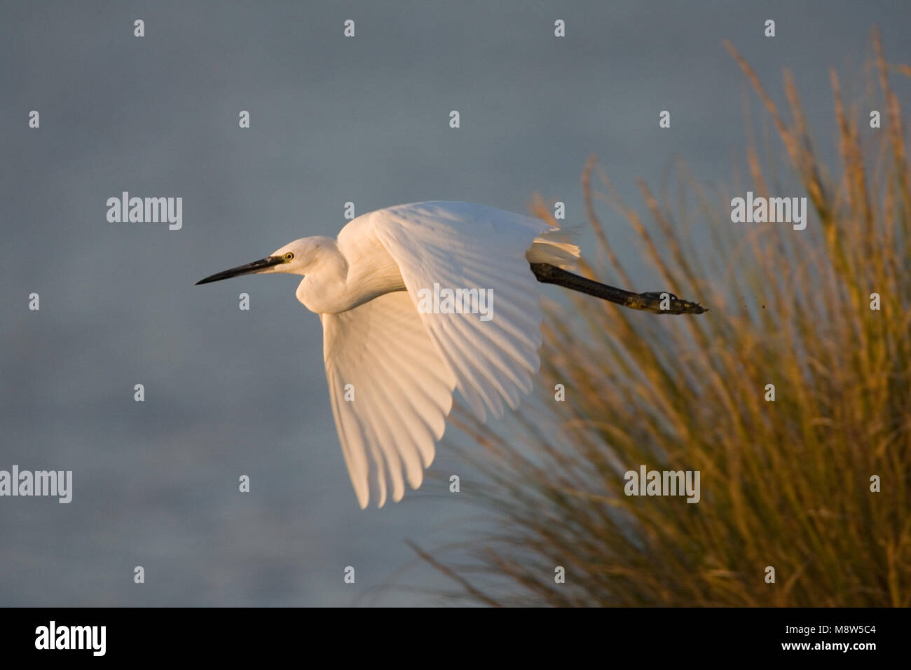 Little Egret flying; Kleine Zilverreiger vliegend Stock Photo - Alamy