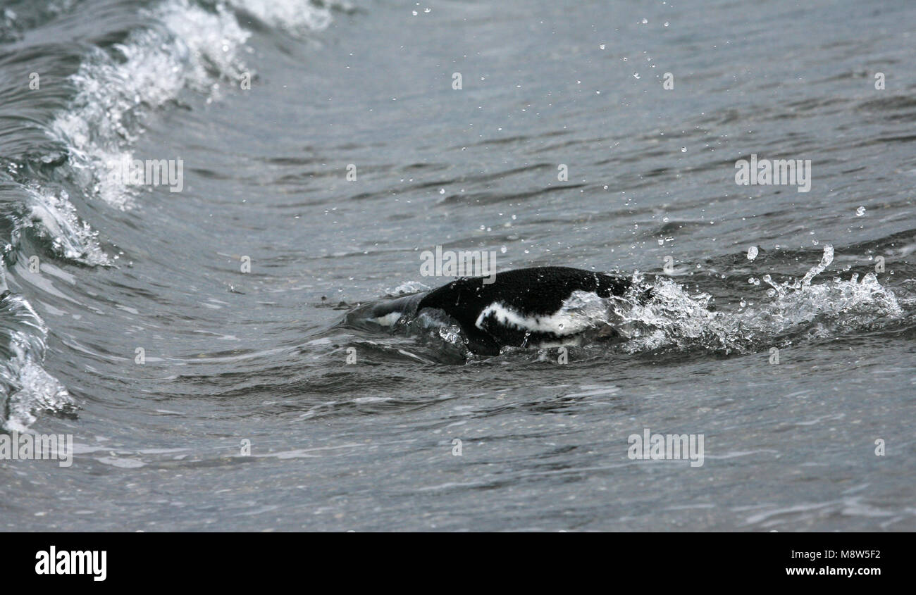 Zwemmende Magelhaenpinguin; Swimming Magellanic Penguin Stock Photo - Alamy