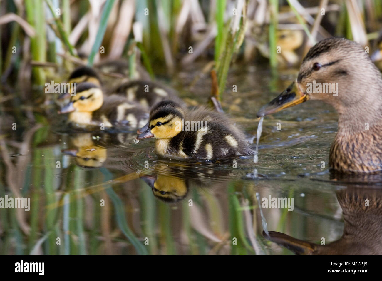 Wilde Eend Baby Gewilde Wilde Eend Agrarisch Natuurfonds Fryslân