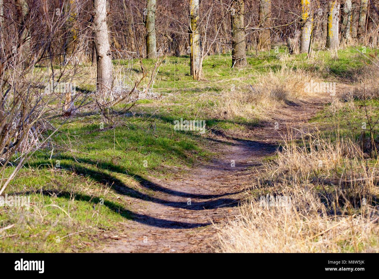 image of a overgrown path in an abandoned park Stock Photo - Alamy