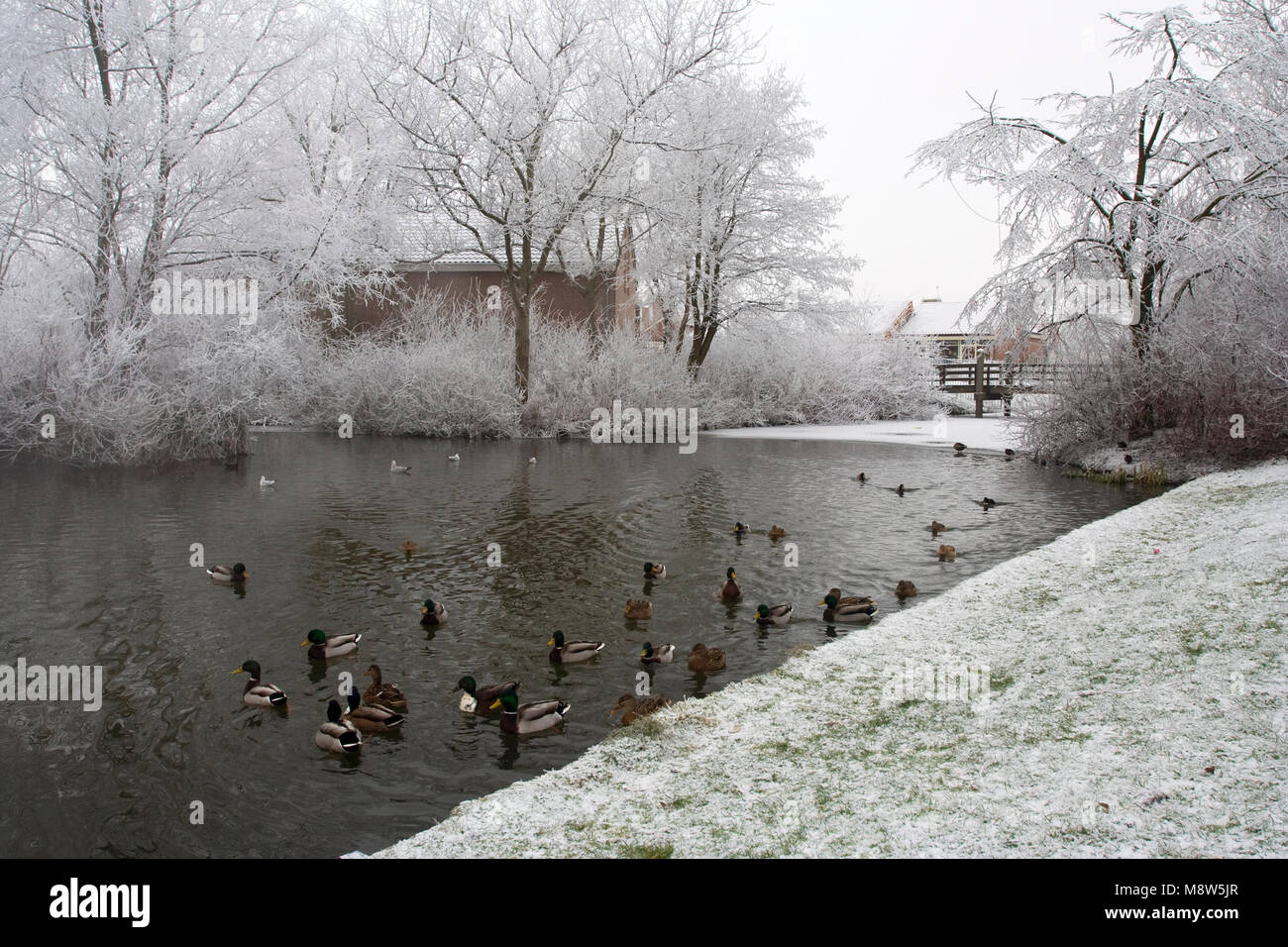Wilde eenden hi-res stock photography and images - Alamy