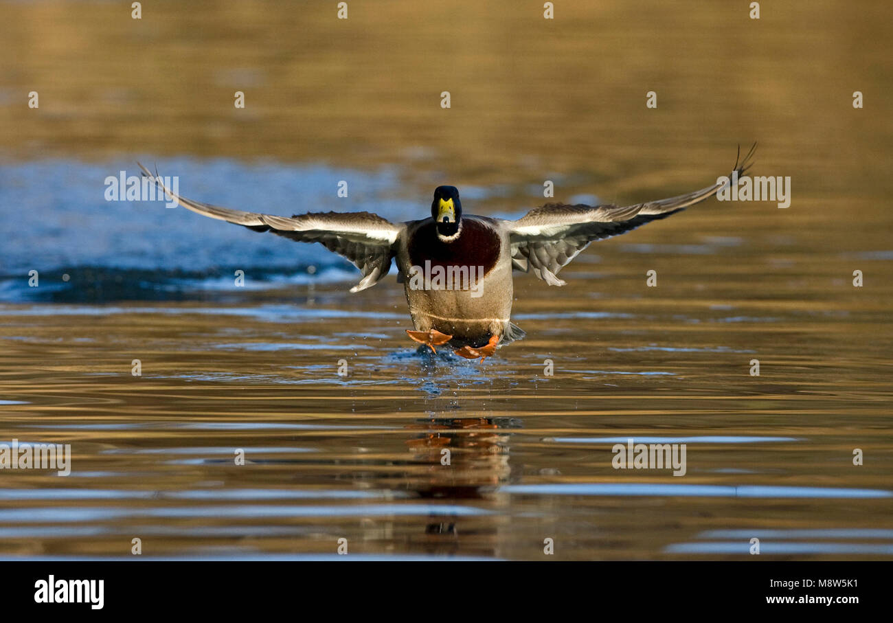 Mannetje Wilde Eend in de vlucht; Male Mallard in flight Stock Photo ...
