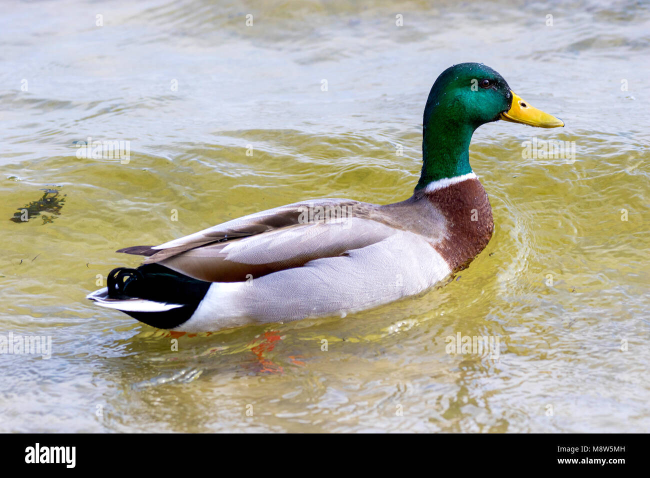 Image of a bird hi-res stock photography and images - Alamy