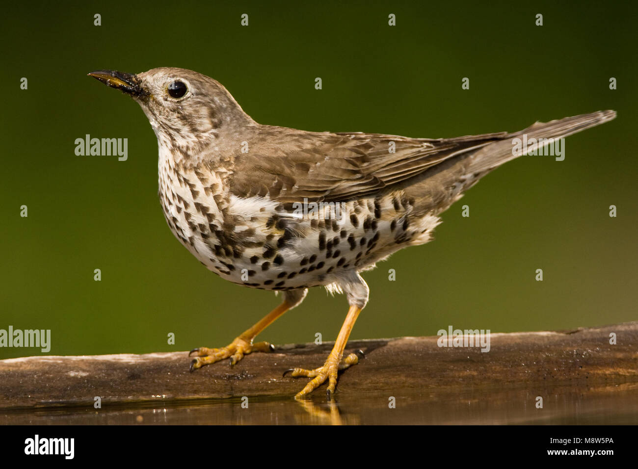 Wood Thrush Flying