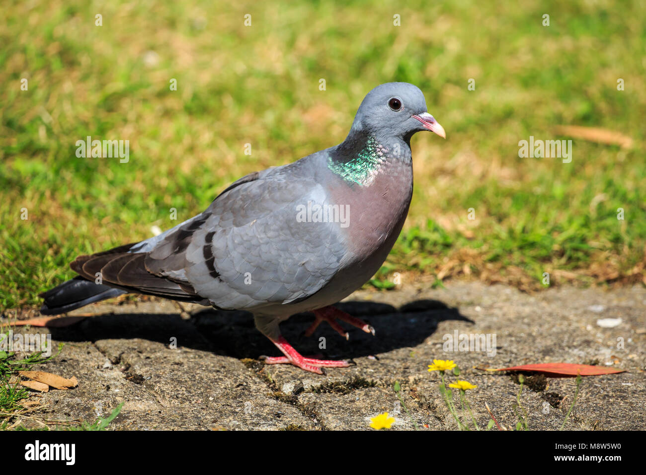 Dove family doves pigeon pigeons hi-res stock photography and images ...