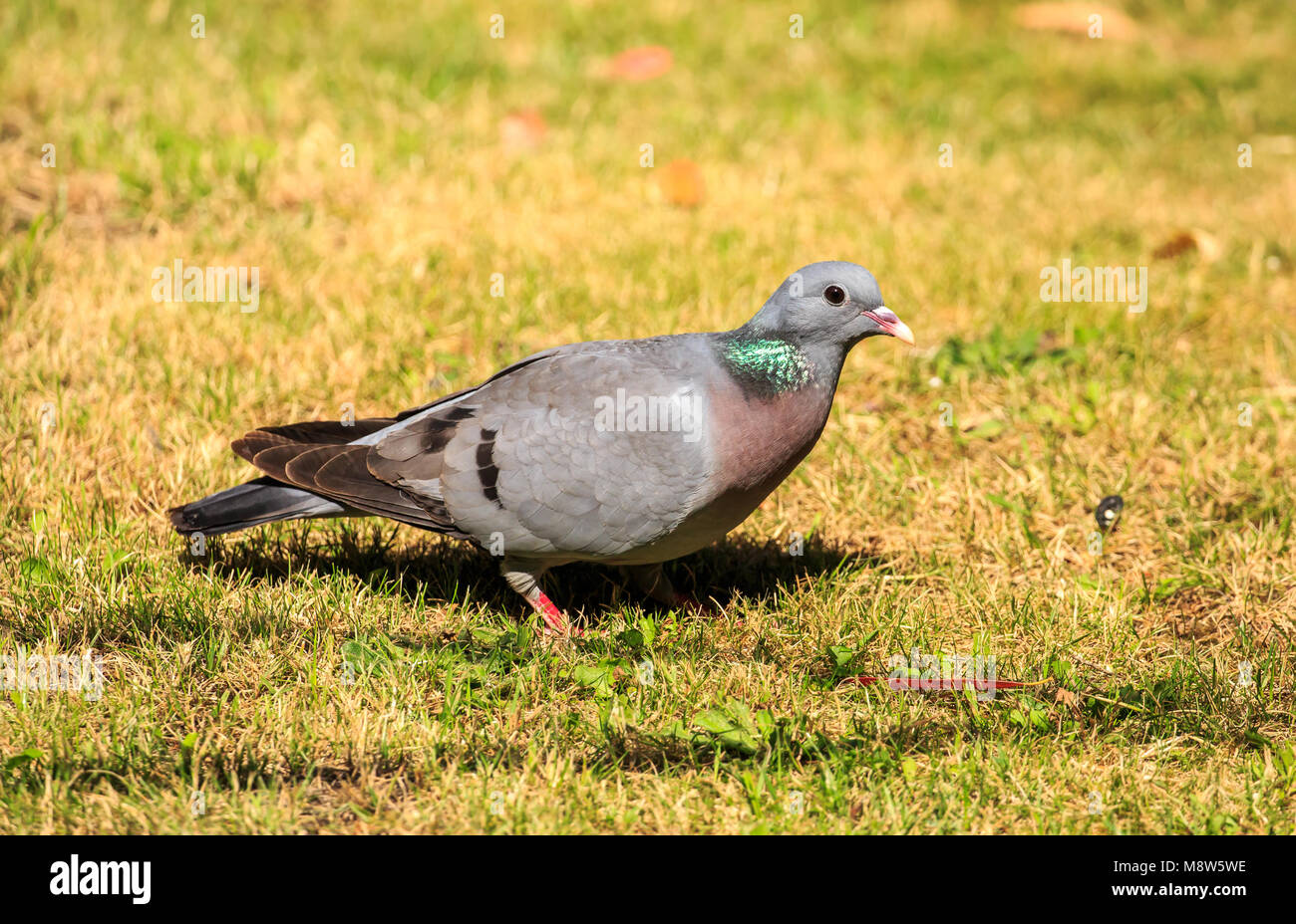 The stock dove is a species of bird in the family Columbidae, the doves ...