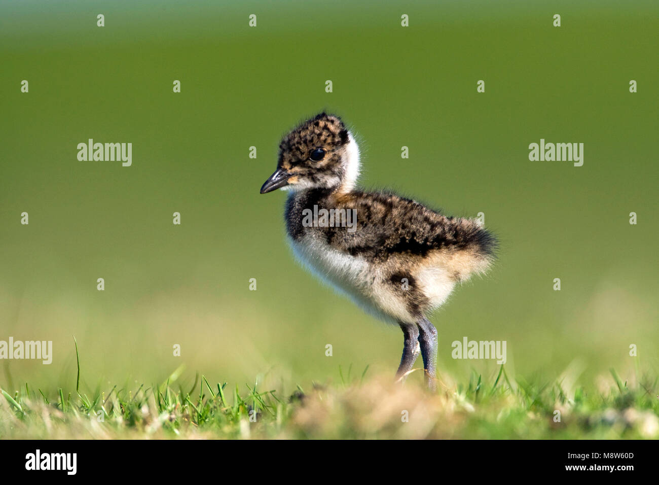 Kievit hi-res stock photography and images - Alamy
