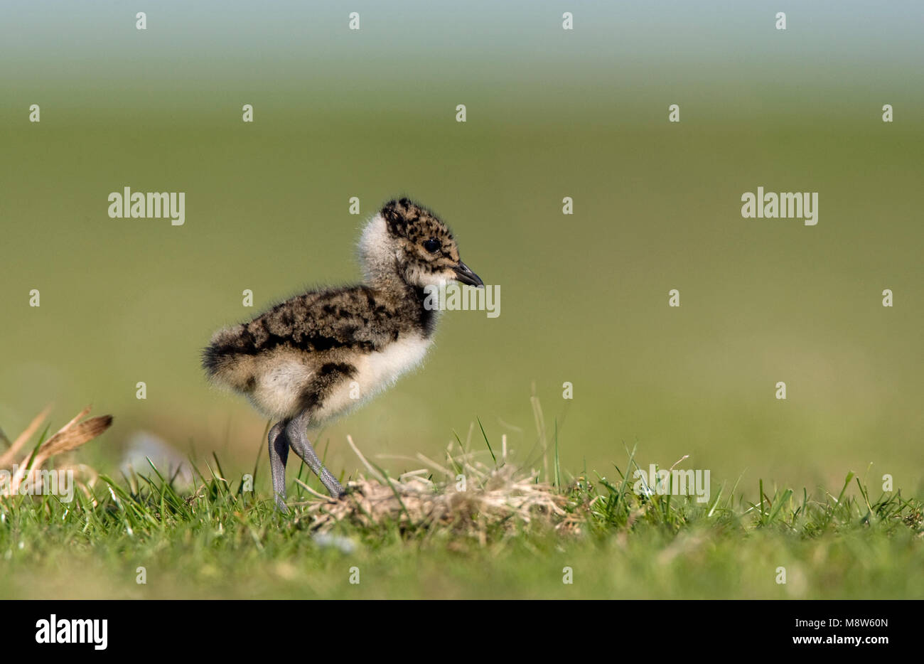 Kuiken van Kievit; Northern Lapwing chick Stock Photo - Alamy