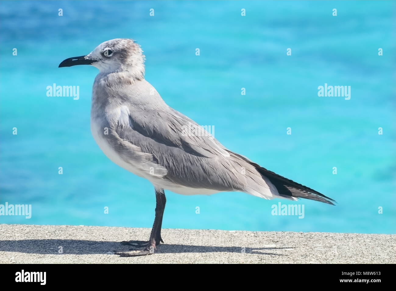 Laughing gull Perched on a concrete pier off of a beach in Nassau ...