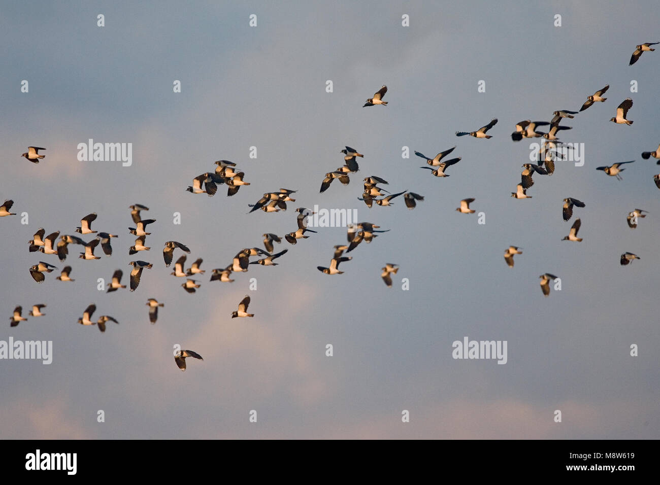 Northern Lapwing flock flying; Kievit groep vliegend Stock Photo - Alamy