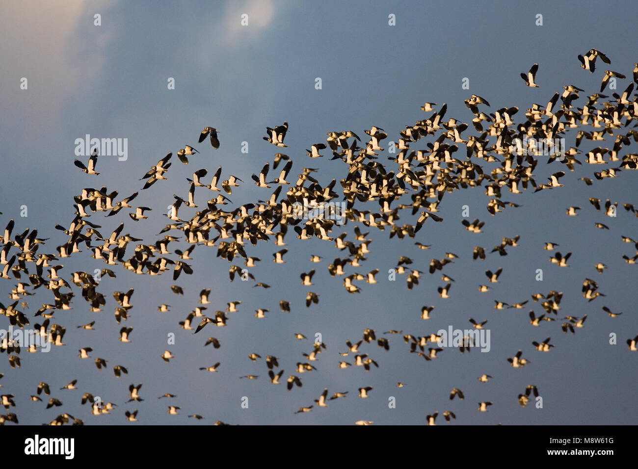 Northern Lapwing flock flying; Kievit groep vliegend Stock Photo - Alamy