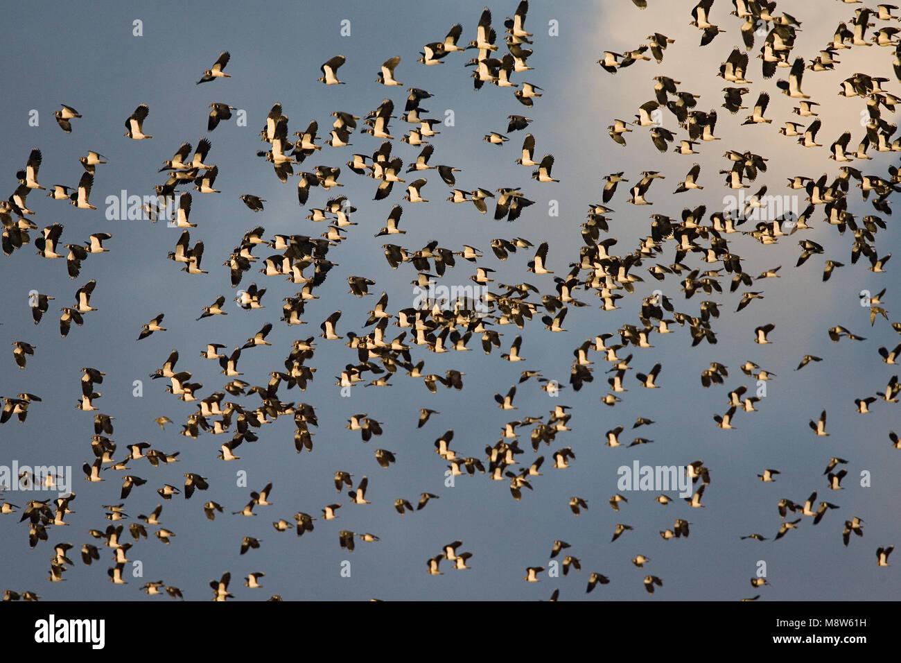 Northern Lapwing flock flying; Kievit groep vliegend Stock Photo - Alamy