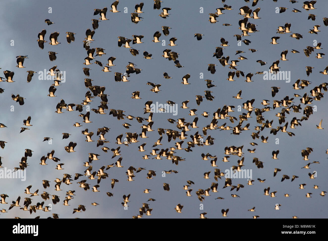 Northern Lapwing flock flying; Kievit groep vliegend Stock Photo - Alamy