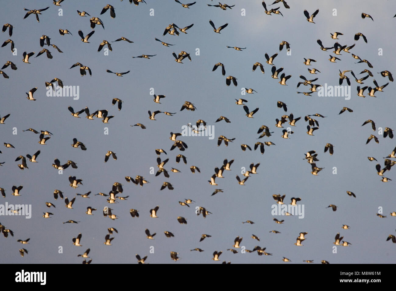 Northern Lapwing flock flying; Kievit groep vliegend Stock Photo - Alamy
