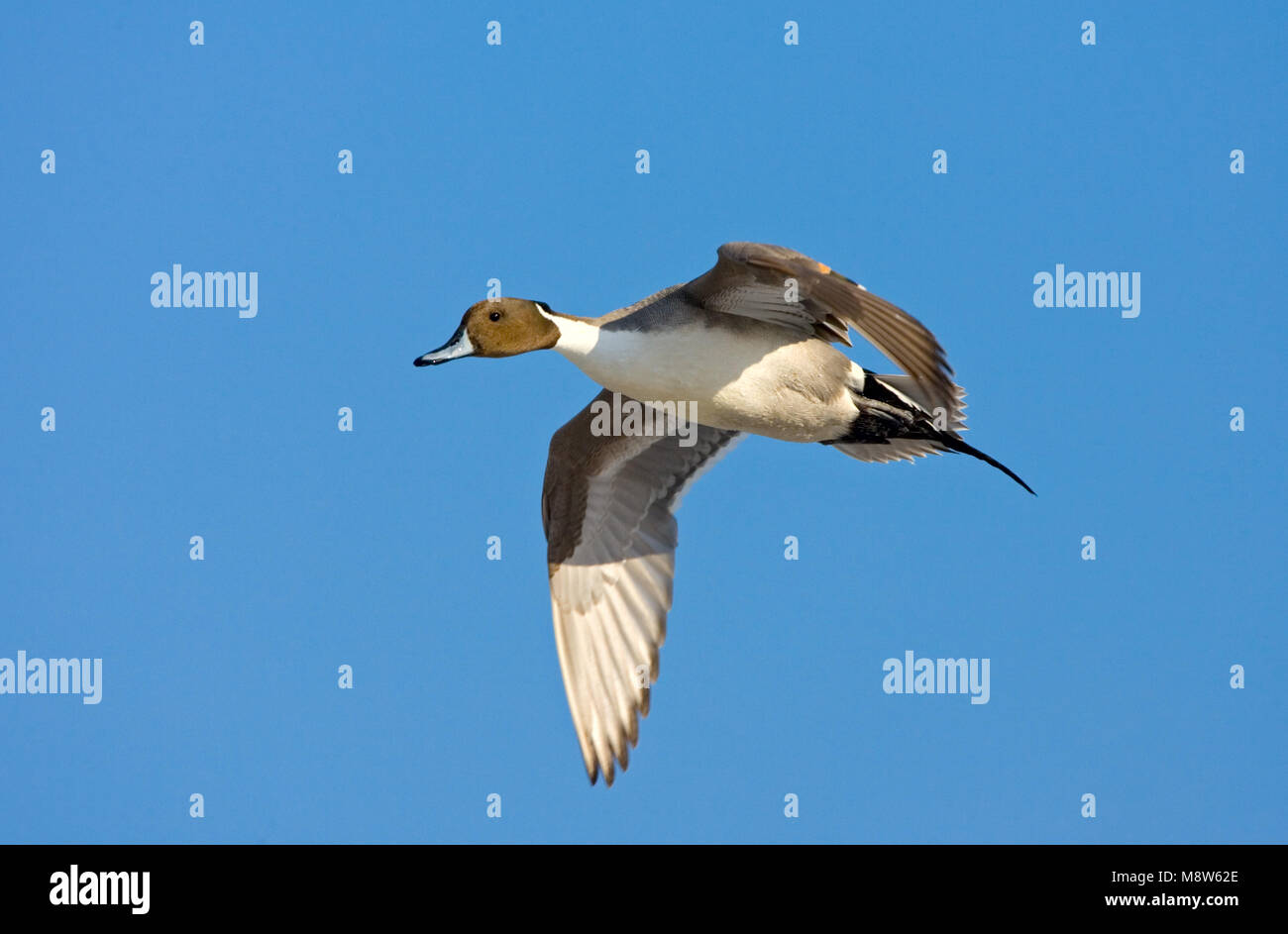 Northern Pintail male flying; Pijlstaart man vliegend Stock Photo - Alamy
