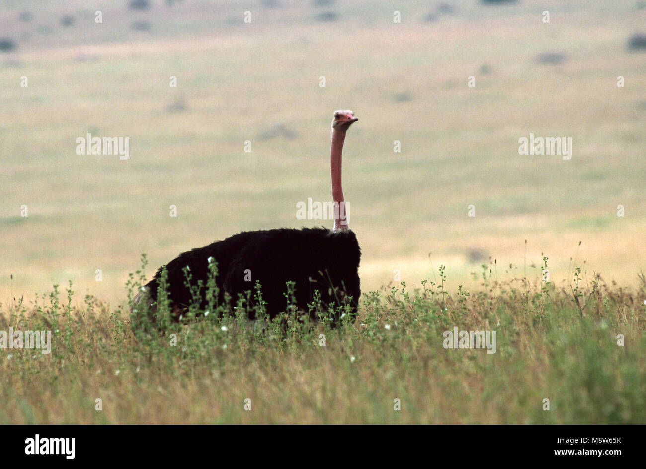 Loopvogel hi-res stock photography and images - Alamy