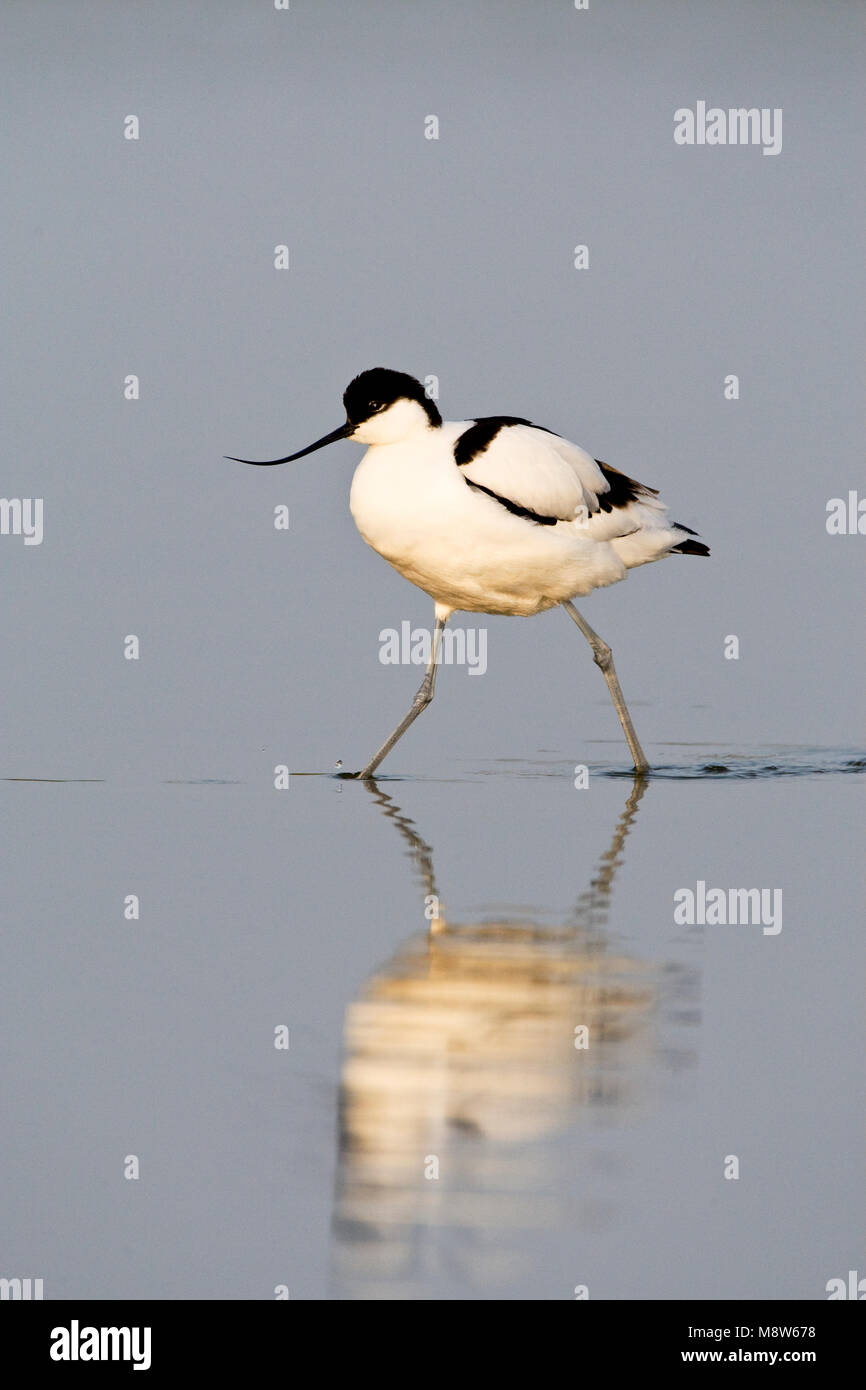 Wadende Kluut; Wading Pied Avocet Stock Photo - Alamy